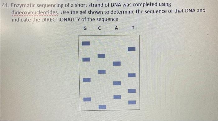 Solved 11. Enzymatic sequencing of a short strand of DNA was | Chegg.com