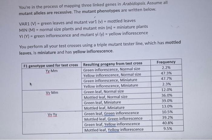 Solved You're in the process of mapping three linked genes | Chegg.com