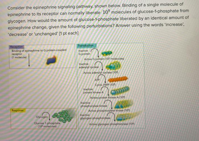 Solved Consider the epinephrine signaling pathway, shown | Chegg.com