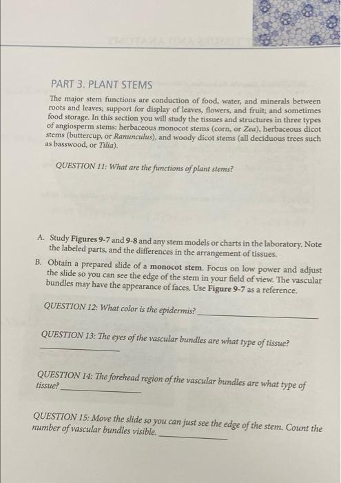 Solved PART 3. PLANT STEMS The major stem functions are | Chegg.com