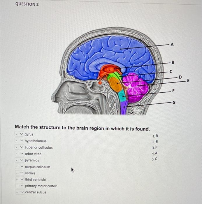 Solved QUESTION 2 А B с D m F G 1.B 2.E 3 F Match the | Chegg.com