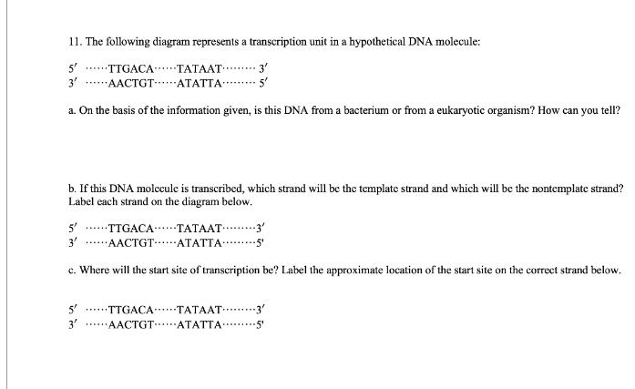 Solved The following diagram represents a transcription unit | Chegg.com