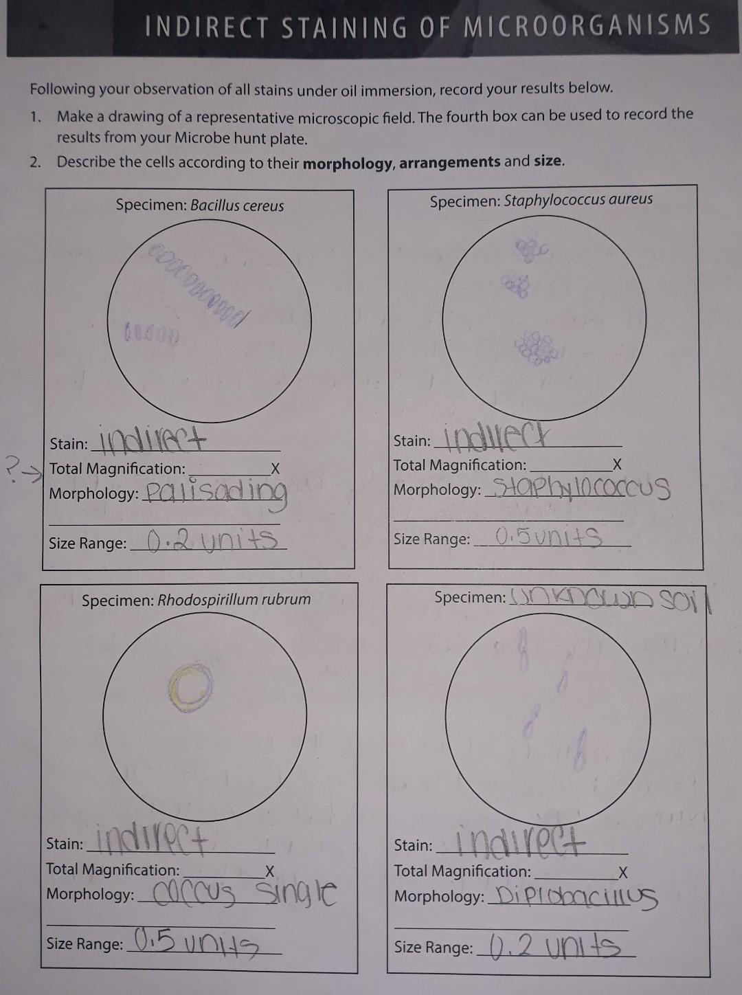 Solved INDIRECT STAINING OF MICROORGANISMS 1. Following your | Chegg.com