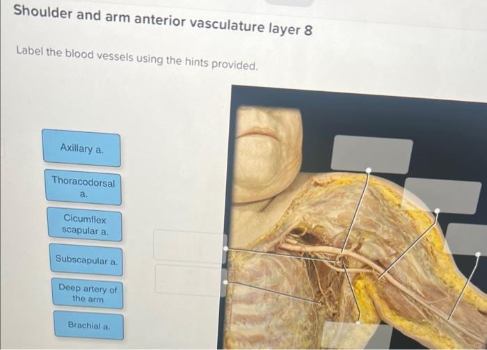Solved shoulder and arm anterior vasculature layer 8 label | Chegg.com