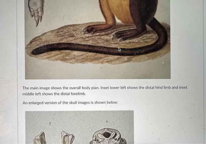 Solved The images below represent early sketches of an | Chegg.com