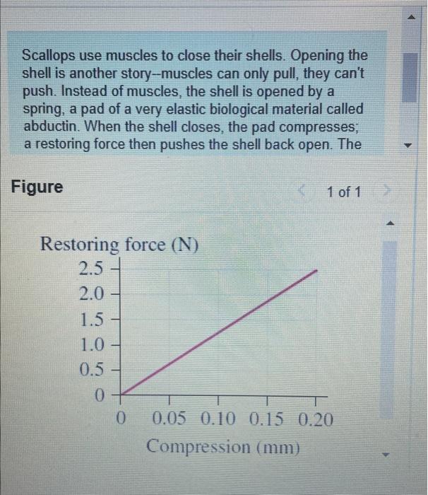Solved Scallops use muscles to close their shells. Opening | Chegg.com