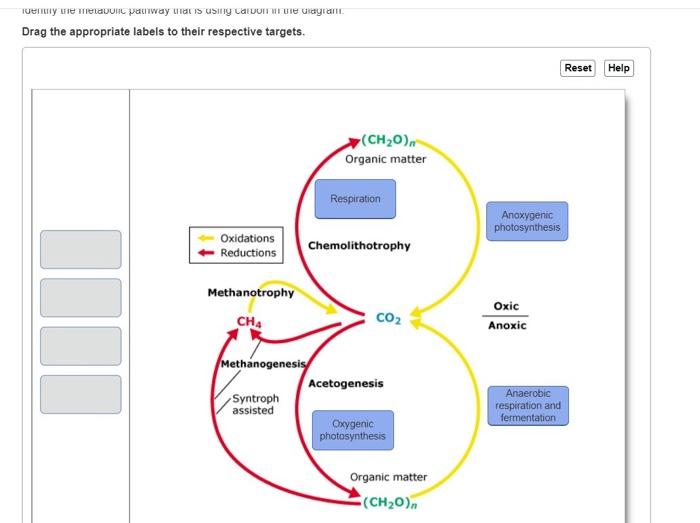 Solved Tuentry the metabolic pathway that is using carbon in | Chegg.com