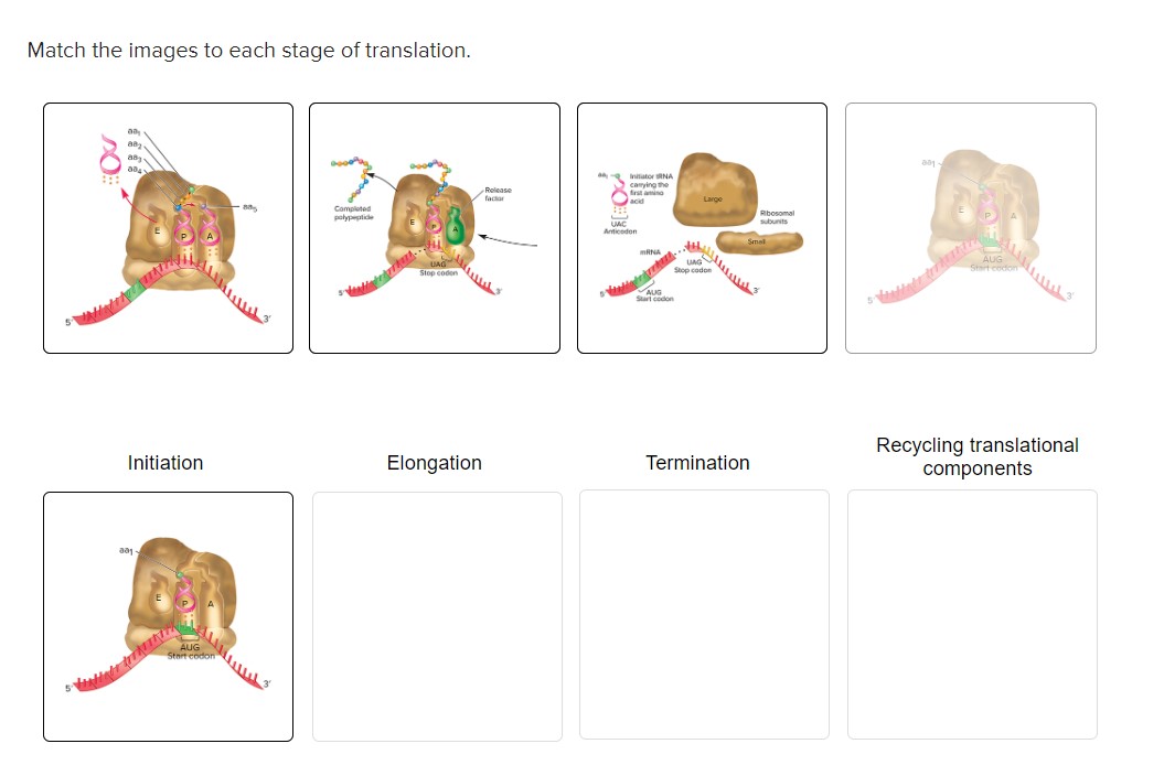 Solved Match the images to each stage of | Chegg.com