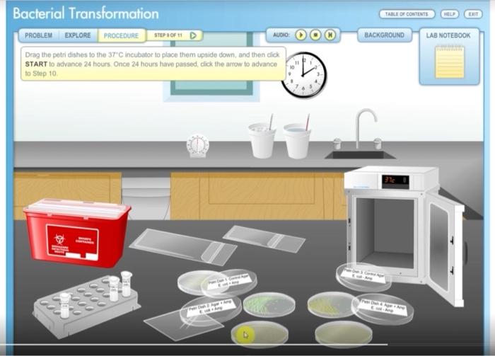 Lab 9 - Bacterial Transformation Virtual Lab) Insert | Chegg.com Lab 9 - Bacterial Transformation Virtual Lab) Insert | Chegg.com