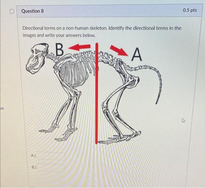 Directional terms on a non-human skeleton. Identify | Chegg.com