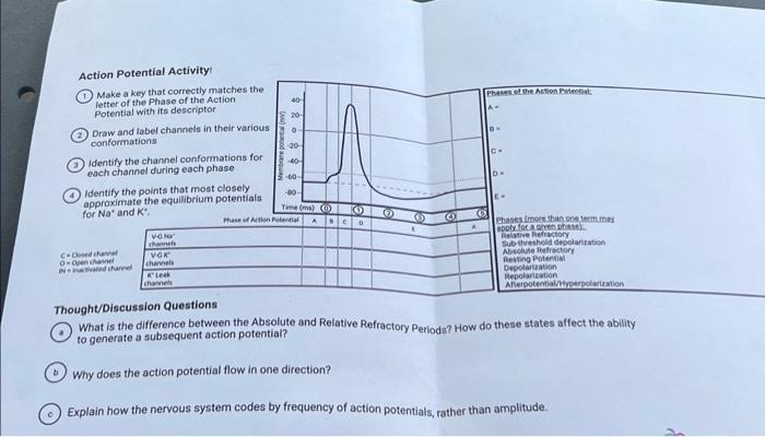 Solved Action Potential Activity Make a key that correctly | Chegg.com