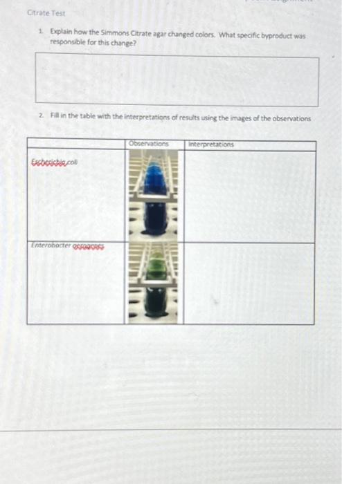 Solved 1. Explain how the Simmons Citrate agar changed | Chegg.com