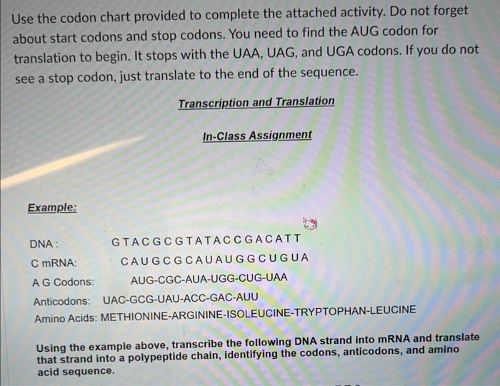 Solved 4. DNA: GTACGC GTATACCGACATT C mRNA: Codon: | Chegg.com
