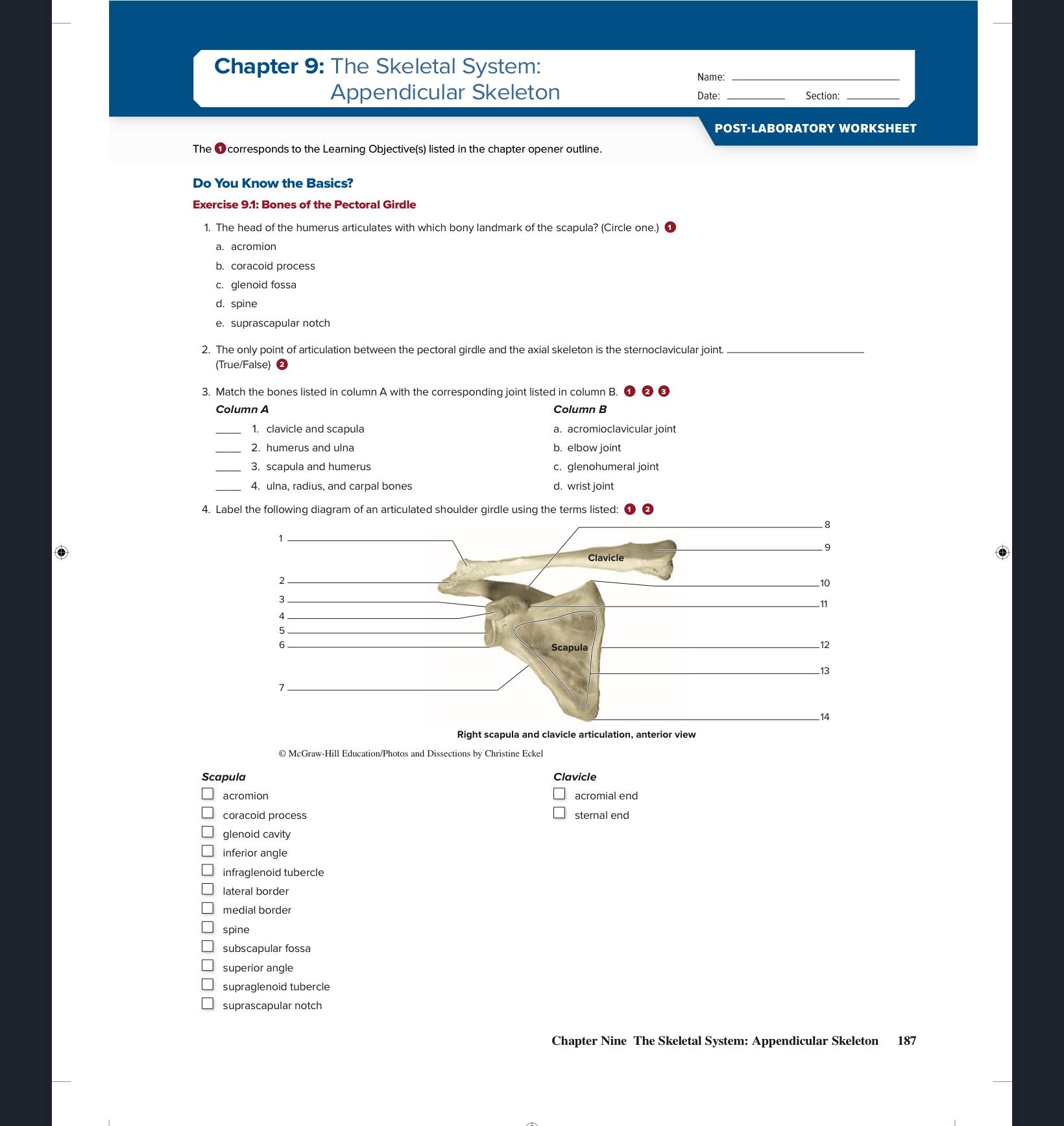 Solved Chapter 9: The Skeletal System:Name:Appendicular | Chegg.com