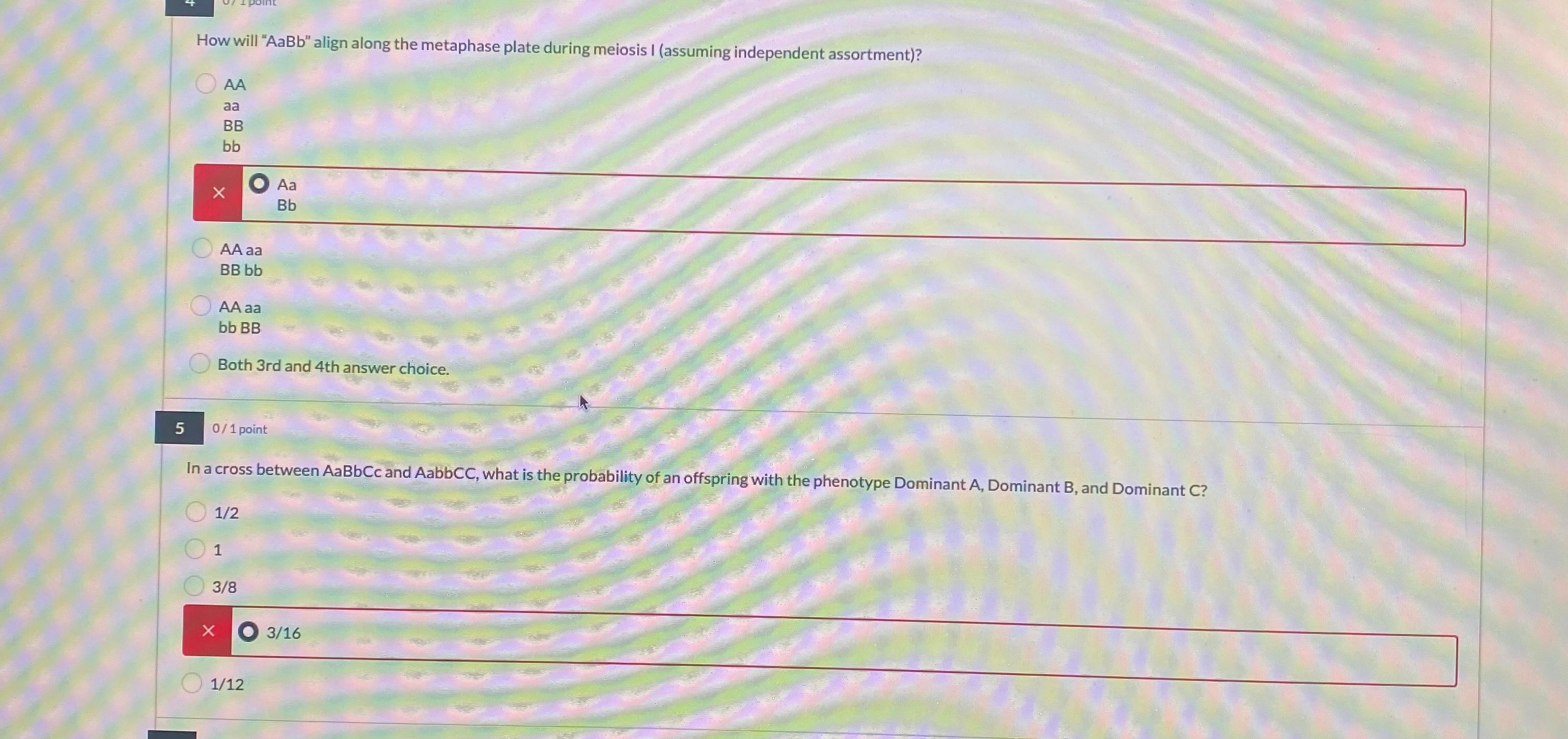Solved How will "AaBb" align along the metaphase plate | Chegg.com