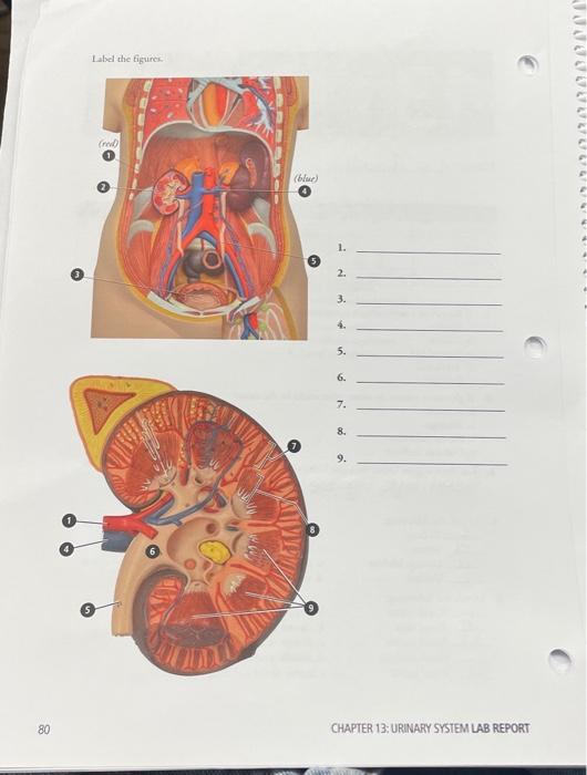 Solved Label the figures. 1. 2. 3. 4. 5. 6. 7. 8. 9. 1. 2. | Chegg.com