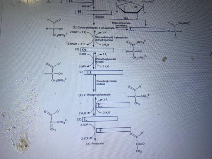 Solved Match the correct enzyme and substraterproduct to the | Chegg.com