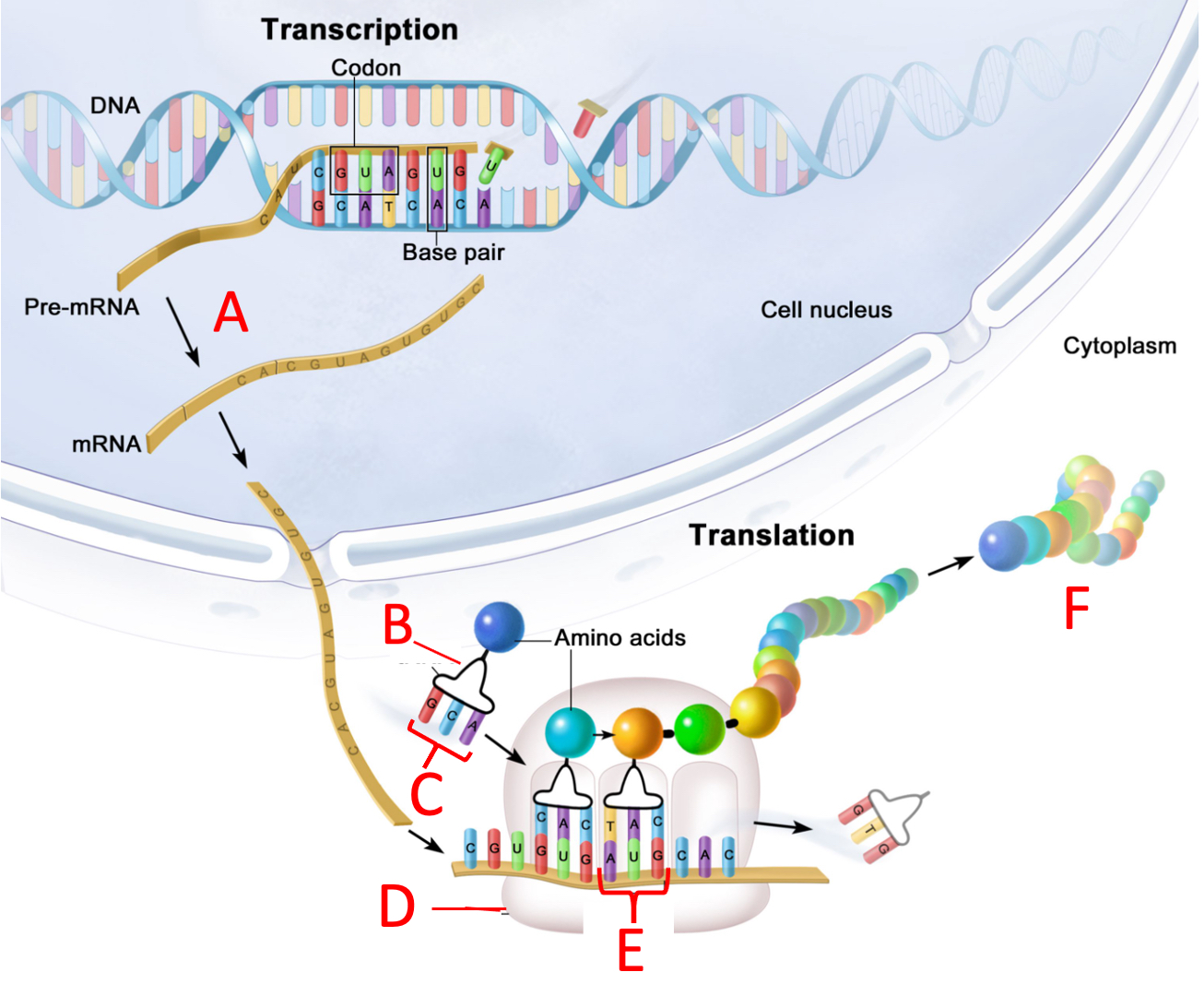 Solved Label the following parts of gene expression• ﻿RNA | Chegg.com