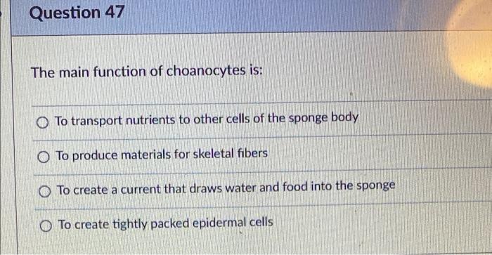 Solved Question 47 The main function of choanocytes is: O To | Chegg.com