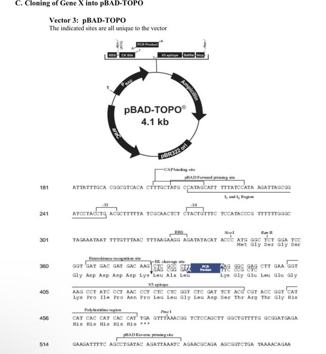 Solved Q1. List the essential features of a cloning vector | Chegg.com