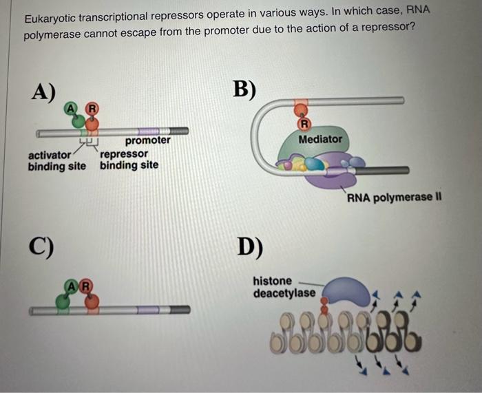 Solved Eukaryotic transcriptional repressors operate in | Chegg.com