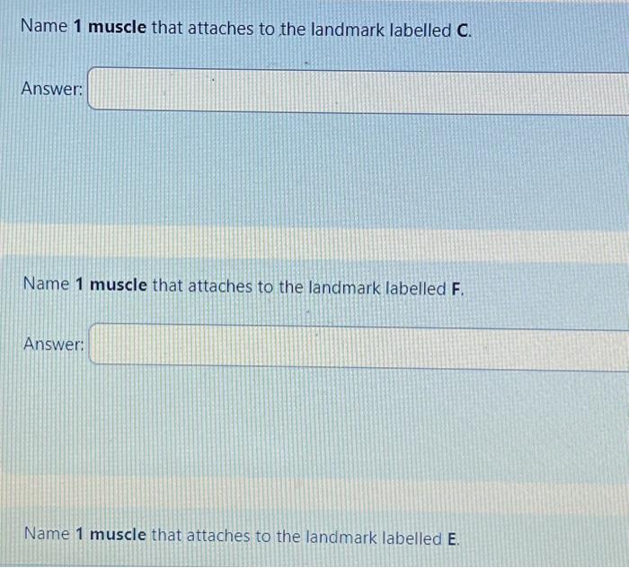 Solved Name 1 muscle that attaches to the landmark labelled | Chegg.com