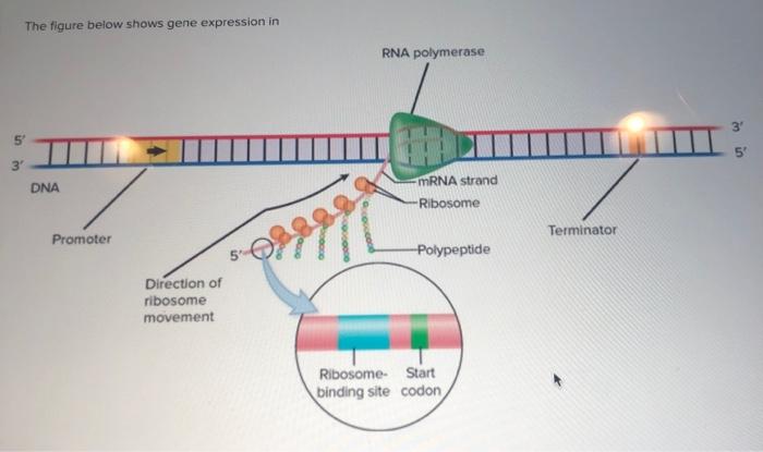 Solved Label the diagram of a single nucleotide. Only three | Chegg.com