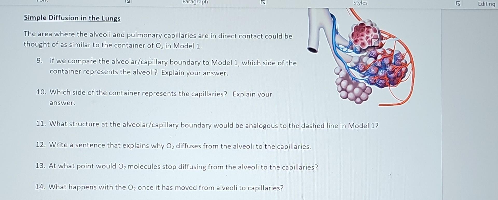 Solved Simple Diffusion in the Lungs The area where the | Chegg.com