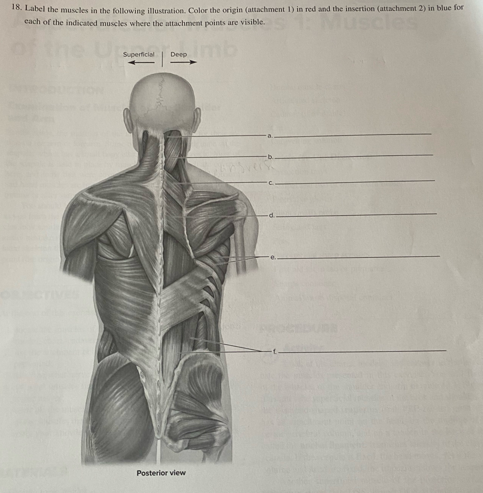 Solved Label the muscles in the following illustration. | Chegg.com