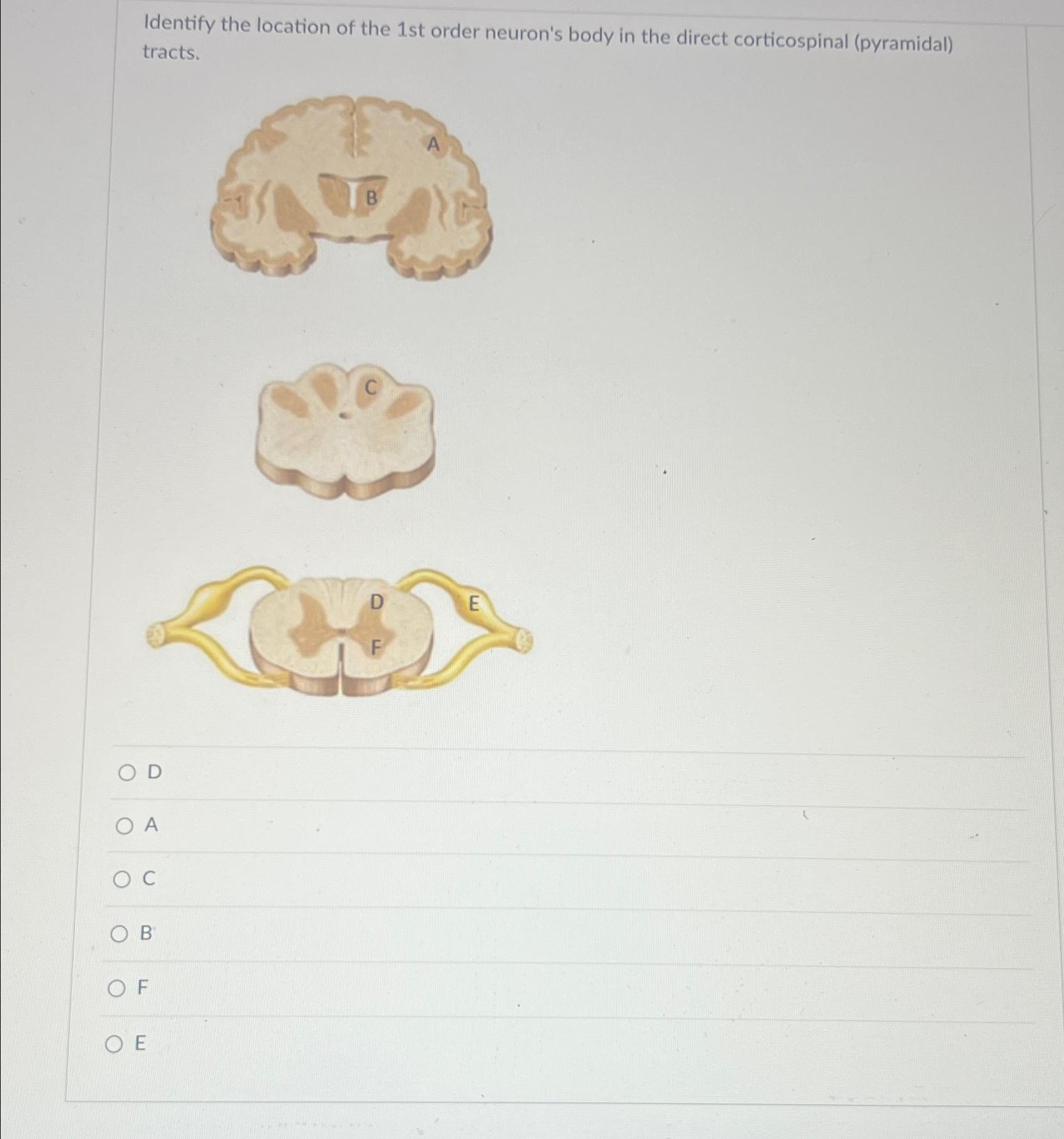 Solved Identify the location of the 1st order neuron's body | Chegg.com