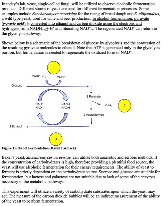 Solved In today's lab, yeast, single-celled fungi, will be | Chegg.com