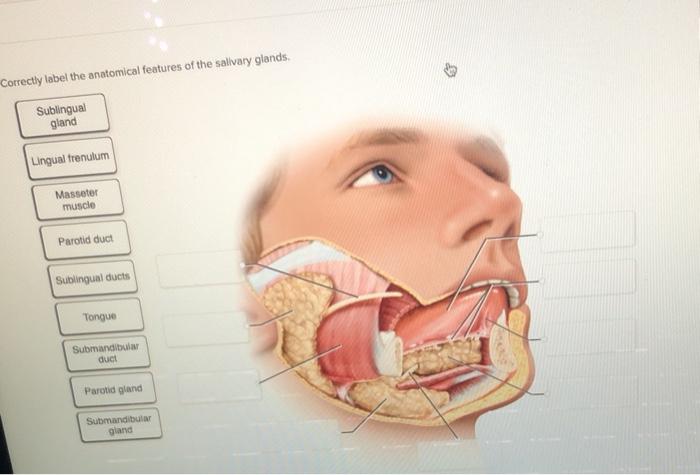 solved-correctly-label-the-anatomical-features-of-the-chegg