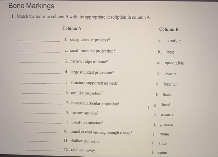 Solved Bone Markings 1. Match the terms in column B with the | Chegg.com