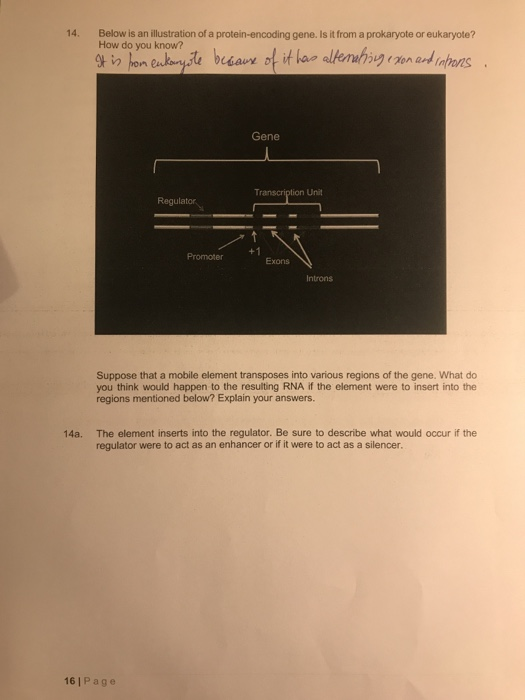 Solved 14. Below is an illustration of a protein-encoding | Chegg.com