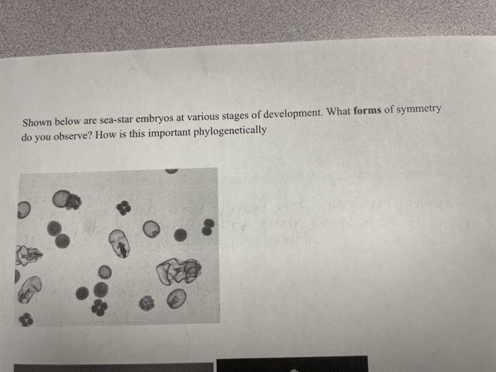Solved Shown below are sea-star embryos at various stages of | Chegg.com
