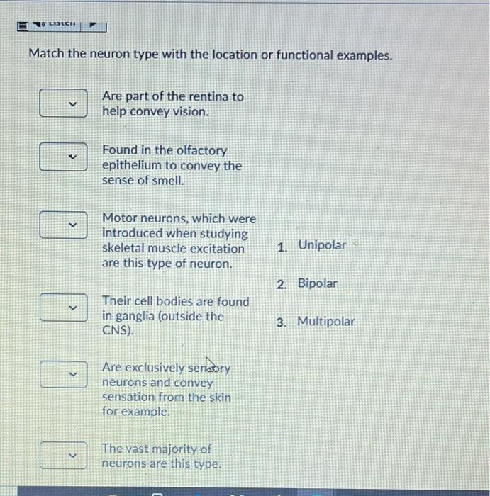 Solved Y LLC Match the neuron type with the location or | Chegg.com