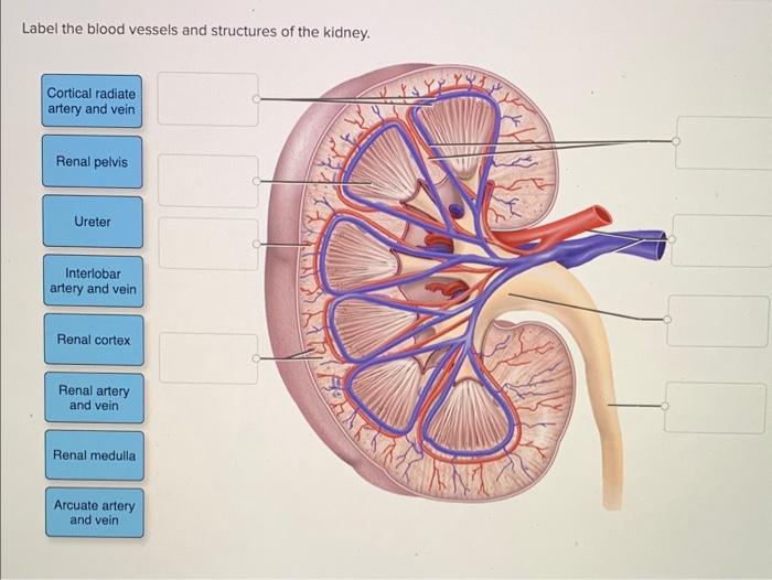 Solved Label the blood vessels and structures of the kidney. | Chegg.com