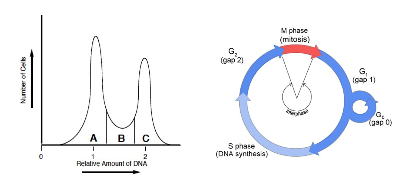 Solved By measuring the amount of DNA in each cell of a | Chegg.com