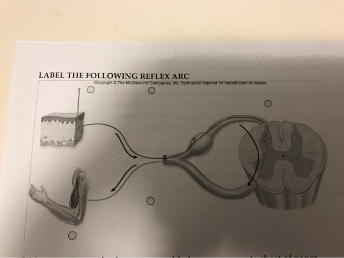 Solved LABEL THE FOLLOWING REFLEX ARC Copyright The | Chegg.com