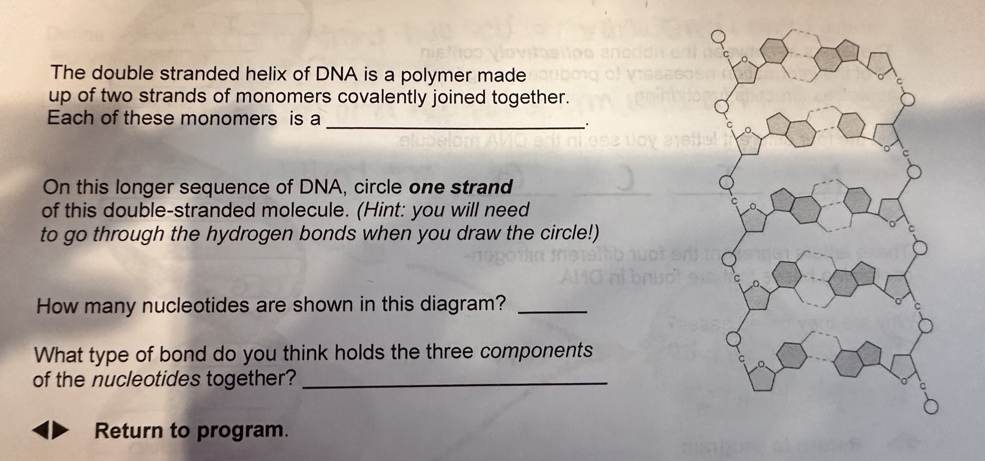 Solved The double stranded helix of DNA is a polymer made up | Chegg.com