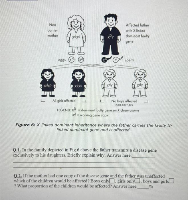 Solved Figure 6: X-linked dominant inheritance where the | Chegg.com