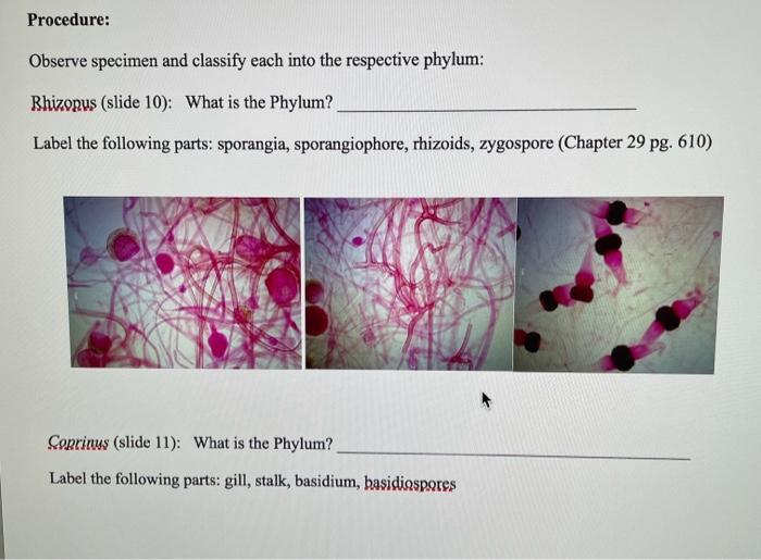 Solved Procedure: Observe specimen and classify each into | Chegg.com