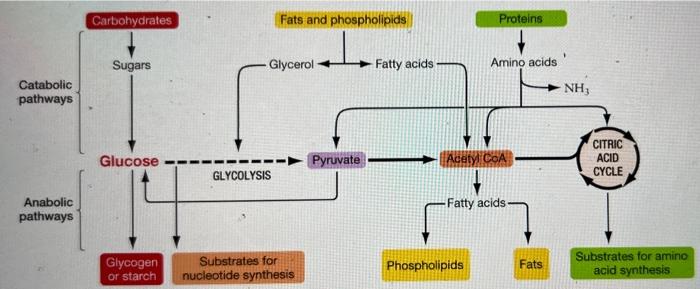 This is creating an Integrating Metabolism "concept | Chegg.com