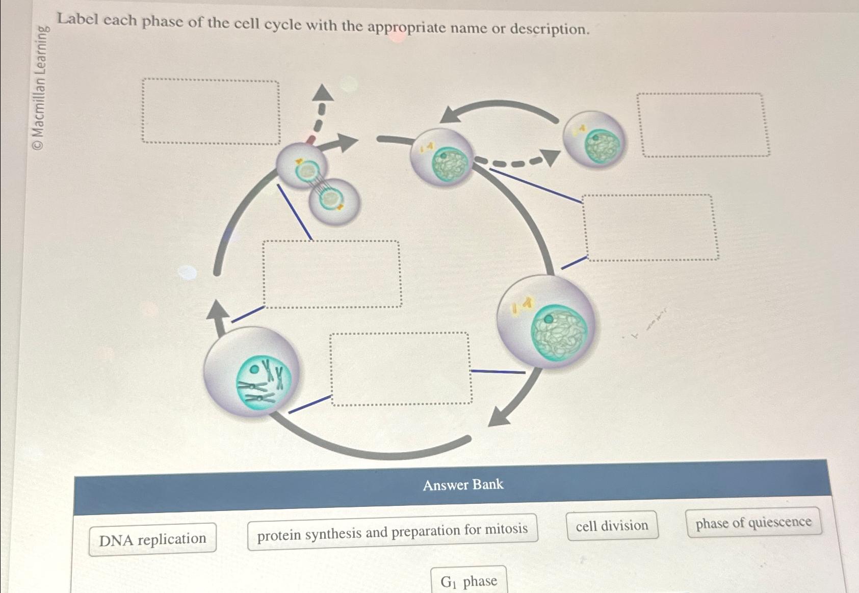 Solved Label each phase of the cell cycle with the | Chegg.com