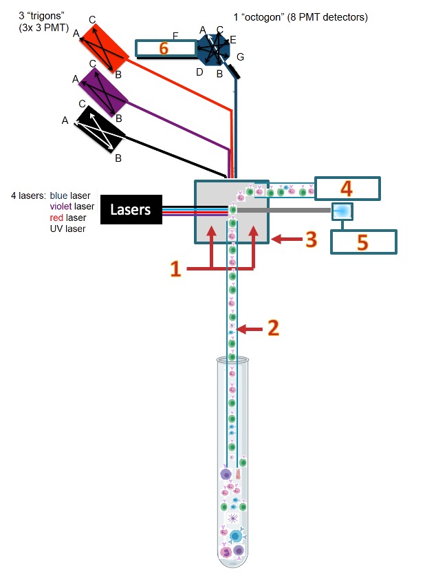 Solved The figure is a diagram of some of the key components | Chegg.com