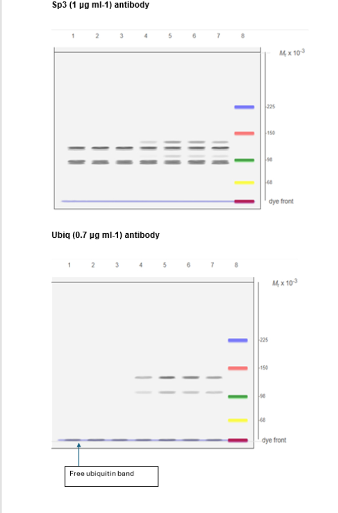 Solved from visual inspection of your blots you should be | Chegg.com