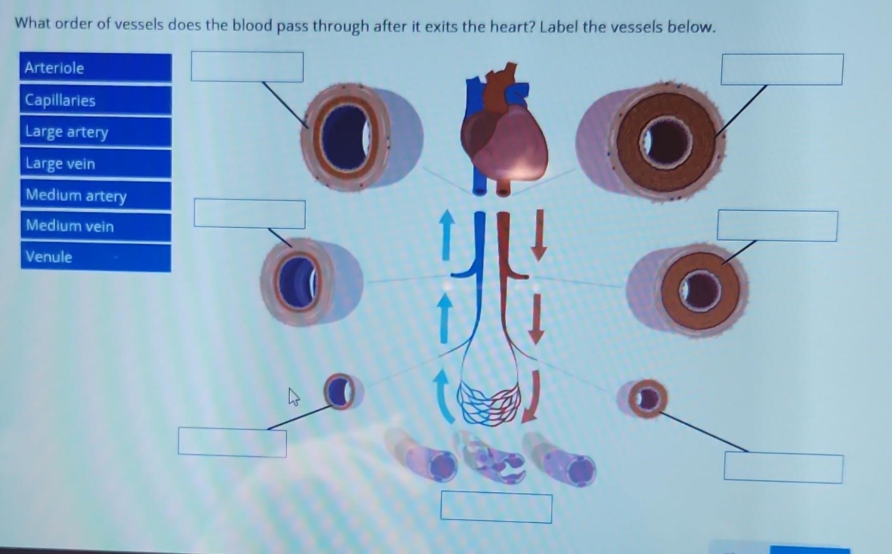 Solved What order of vessels does the blood pass through | Chegg.com