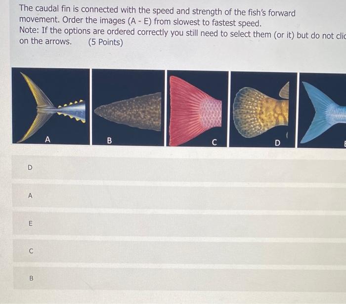 Solved The caudal fin is connected with the speed and | Chegg.com