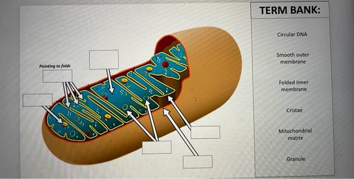 Solved Thylakoids Inner membrane Outer membrane | Chegg.com