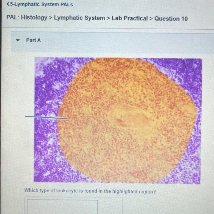 Solved C5-Lymphatic System PALs PAL: Histology > Lymphatic | Chegg.com